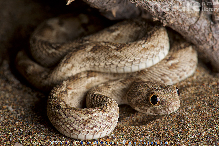Stock photo of Saw-scaled Viper (Echis carinatus) juvenile, Barka, Oman ...