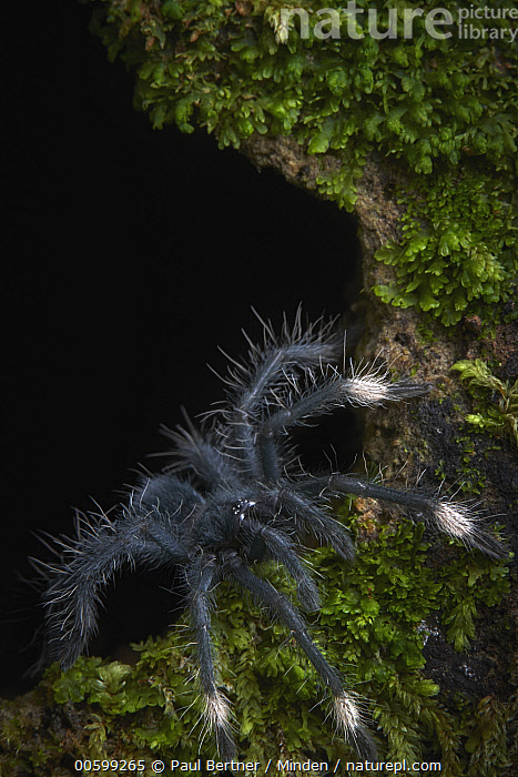 Stock photo of Tarantula (Theraphosidae) juvenile, Bigal River, Sumaco ...