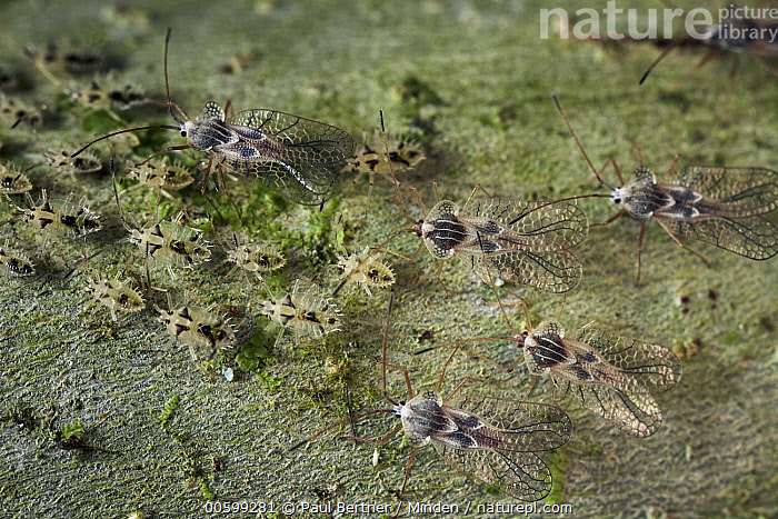 Stock photo of Lace Bug (Tingidae) group with nymphs, Mindo, Ecuador ...