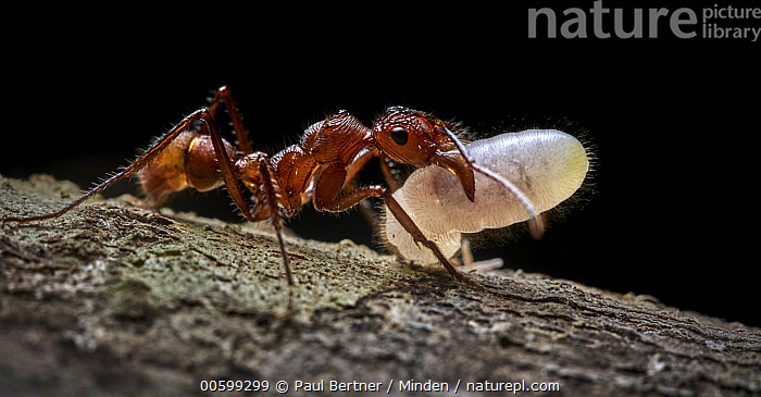 Stock photo of Ponerine Ant (Ectatomma sp) carrying larva, Tambopata ...