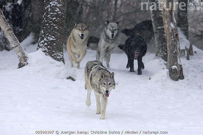 Stock photo of Wolf (Canis lupus) pack running in winter, Montana ...