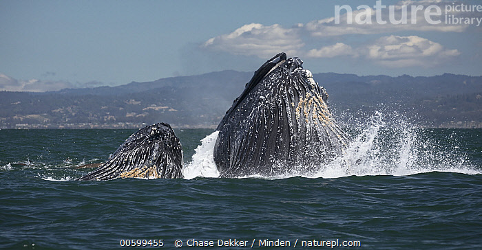 Stock photo of Humpback Whale (Megaptera novaeangliae) pair gulp ...