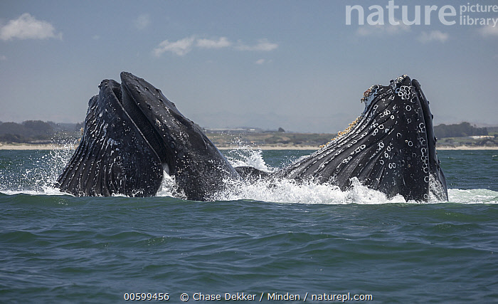 Stock photo of Humpback Whale (Megaptera novaeangliae) pair gulp ...
