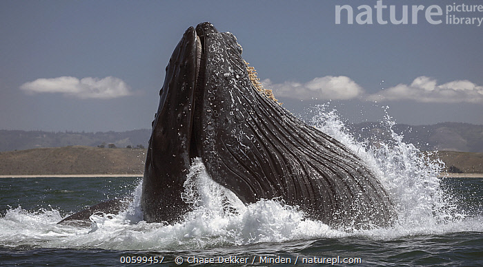 Stock photo of Humpback Whale (Megaptera novaeangliae) gulp feeding on ...