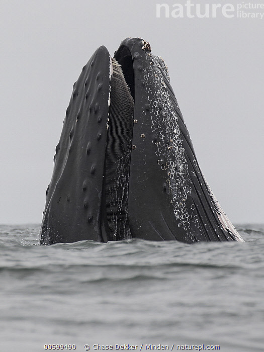 Stock photo of Humpback Whale (Megaptera novaeangliae) gulp feeding on ...