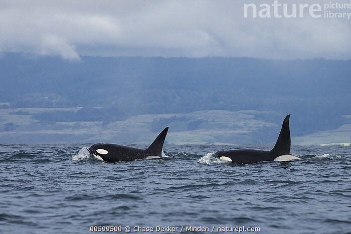 Stock photo of Orca (Orcinus orca) males surfacing, Monterey Bay ...