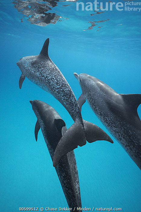 Stock photo of Atlantic Spotted Dolphin (Stenella frontalis) pod ...