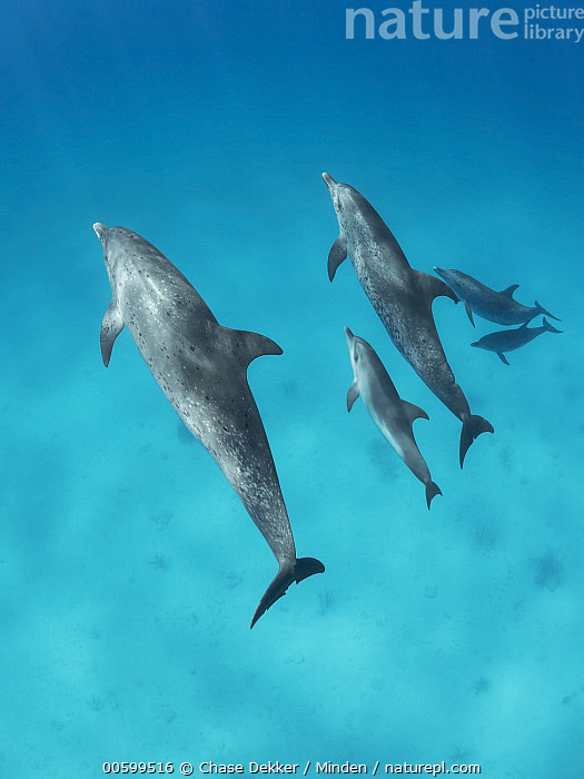 Stock photo of Atlantic Spotted Dolphin (Stenella frontalis) pod ...