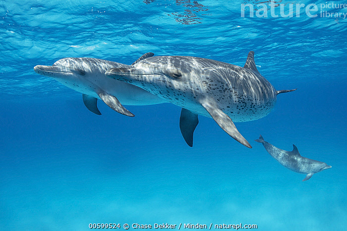 Stock photo of Atlantic Spotted Dolphin (Stenella frontalis) pod ...