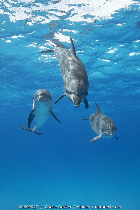 Stock photo of Atlantic Spotted Dolphin (Stenella frontalis) pod ...