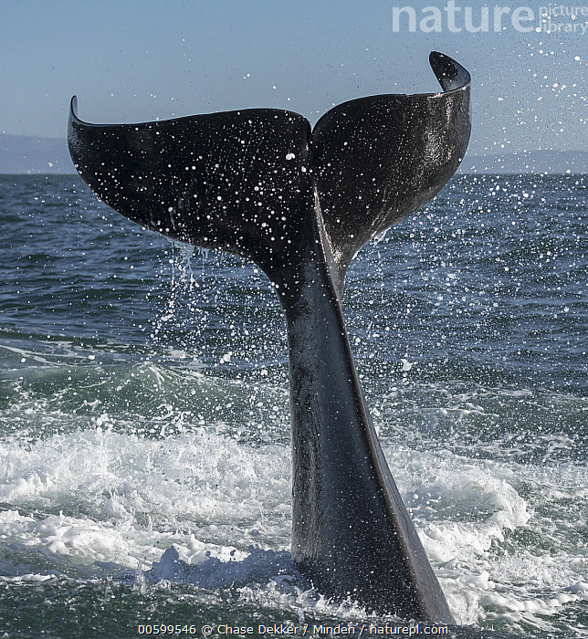 Stock photo of Orca (Orcinus orca) tail slapping, Monterey Bay ...