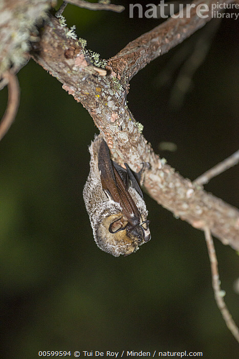 Stock photo of Hoary Bat (Lasiurus cinereus), Academy Bay, Santa Cruz ...