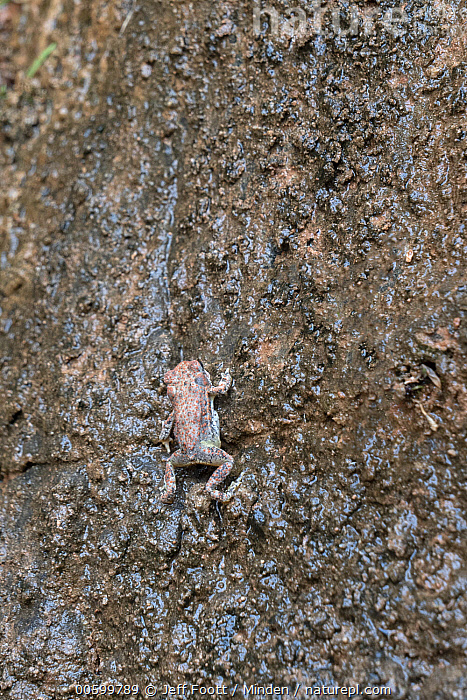 Stock photo of Red-spotted Toad (Bufo punctatus), Stone Creek Canyon ...