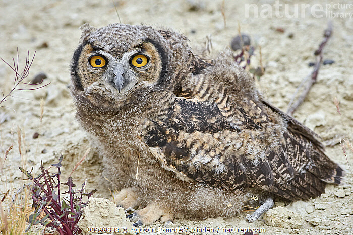 Stock photo of Lesser Horned Owl (Bubo magellanicus) fledgling, Puerto ...