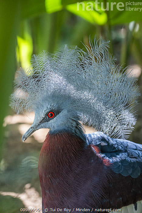 Stock photo of Southern Crowned-Pigeon (Goura scheepmakeri), Bali Bird ...