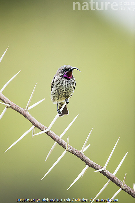 Stock photo of Amethyst Sunbird (Nectarinia amethystina) perching on ...