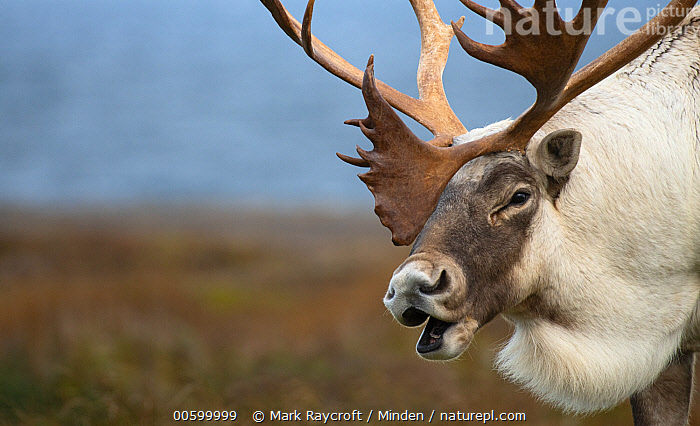 Stock photo of Woodland Caribou (Rangifer tarandus caribou) bull ...