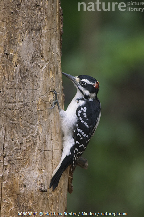 Stock photo of Hairy Woodpecker (Picoides villosus) on tree trunk, Orr ...