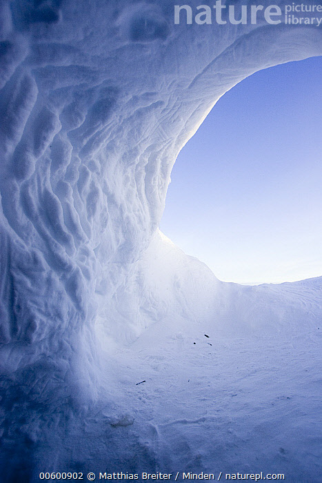 Stock photo of Polar Bear (Ursus maritimus) temporary maternity den in ...