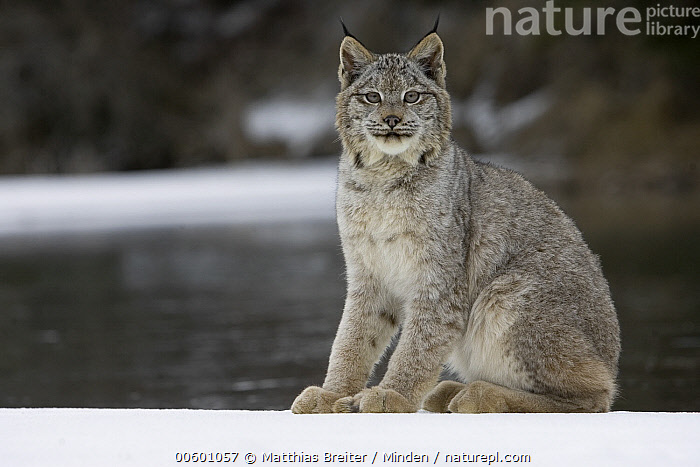 Stock photo of Canada Lynx (Lynx canadensis) sitting in the snow ...