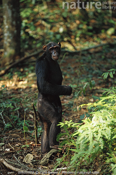 Stock photo of Chimpanzee (Pan troglodytes) adult male standing upright ...