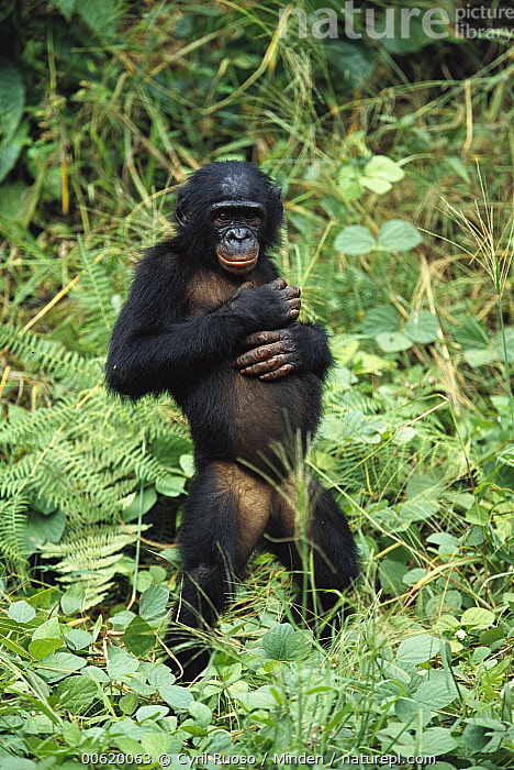 Stock photo of Bonobo (Pan paniscus) portrait of female standing, ABC ...
