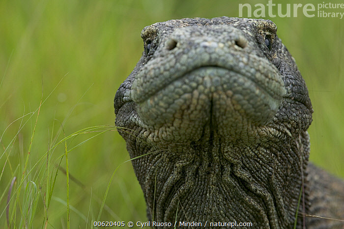 Stock photo of Komodo Dragon (Varanus komodoensis) adult portrait ...