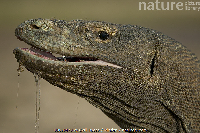 Stock photo of Komodo Dragon (Varanus komodoensis) drooling, the lizard ...