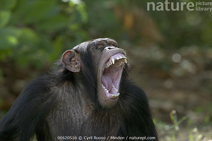 Stock photo of Chimpanzee (Pan troglodytes) adult yawning, La Vallee ...