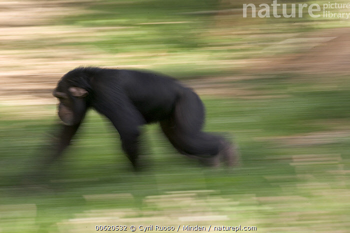 Stock photo of Chimpanzee (Pan troglodytes) knuckle-walking through ...