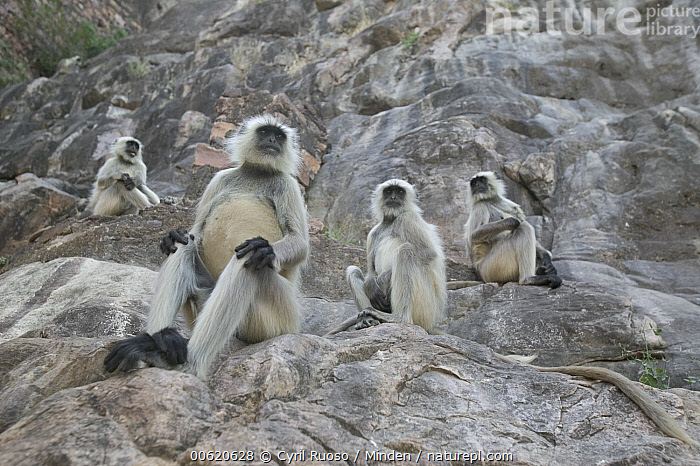 Stock photo of Hanuman Langur (Semnopithecus entellus) troop ...