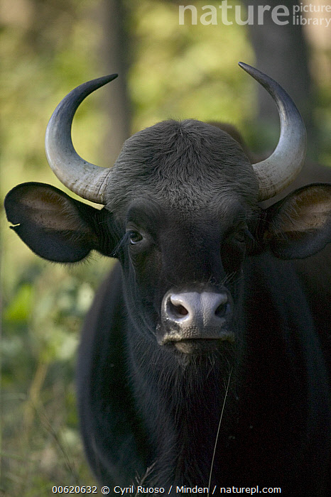 Stock photo of Gaur (Bos gaurus) female portrait, Kanha National Park ...