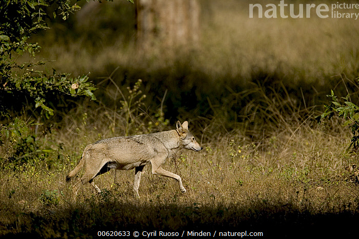 Stock photo of Indian Wolf (Canis lupus pallipes) female, Bandhavgarh ...