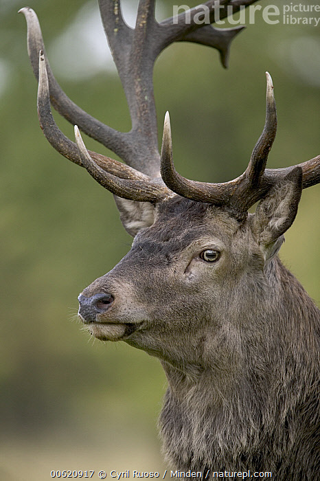 Deer Head Side Profile
