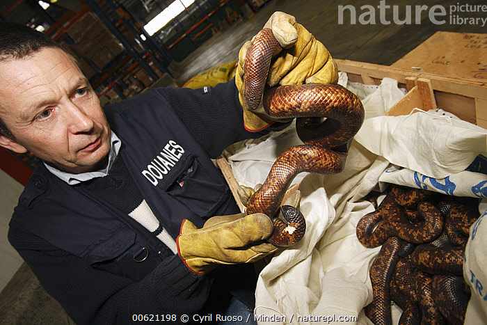 Stock photo of Calabar's Burrowing Python (Calabaria?inhardtii ...