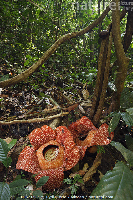 Stock photo of Rafflesia (Rafflesia arnoldii) flowers, Bukit Barisan ...