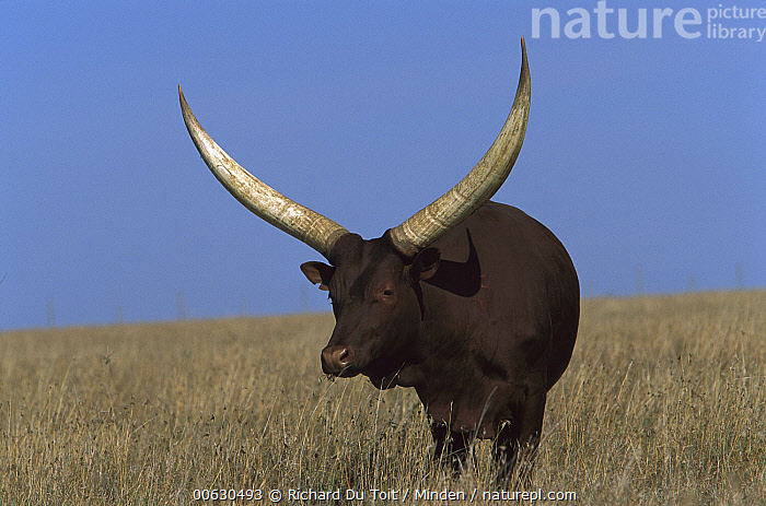 Stock photo of Domestic Cattle (Bos taurus) ankole race, Laikipia ...