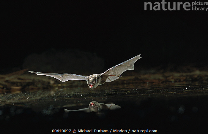 Stock photo of Long-legged Myotis (Myotis volans) bat, flying over pond ...