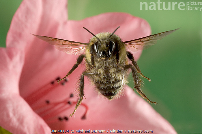 Stock photo of Bumblebee (Bombus huntii) flying toward the camera after ...