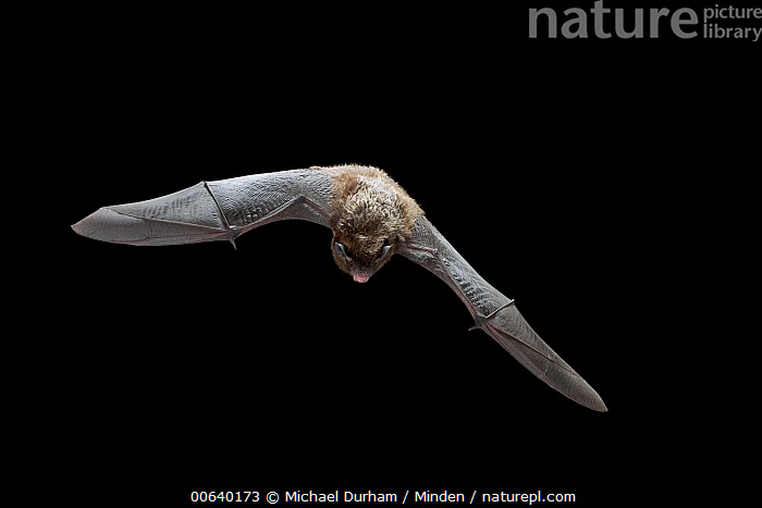 Stock photo of Silver-haired Bat (Lasionycteris noctivagans) flying ...