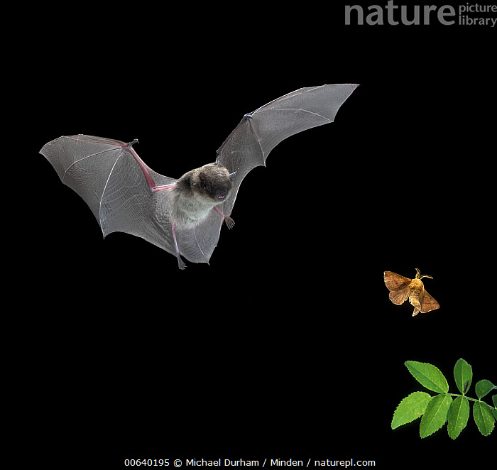 Stock photo of Yuma Myotis (Myotis yumanensis) bat, male capturing a ...