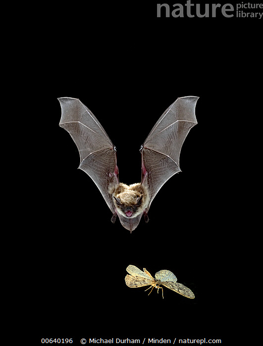 Stock photo of Yuma Myotis (Myotis yumanensis) bat, female pursuing a ...