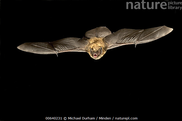 Stock photo of Little Brown Bat (Myotis lucifugus) flying at night in ...