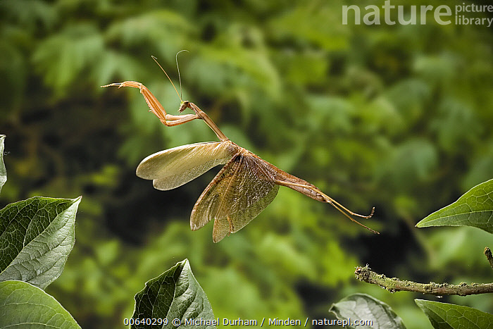 Stock photo of Chinese Mantis (Tenodera aridifolia) flying, western ...