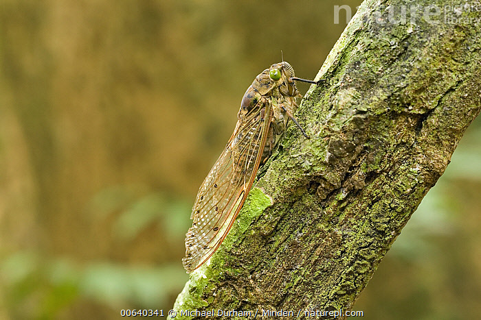 Stock photo of Giant Cicada (Pomponia imperatoria) in rainforest, Endau ...
