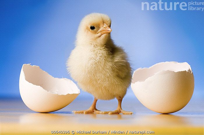 Stock photo of Domestic Chicken (Gallus domesticus), banty morph, hatchling with egg shell ...