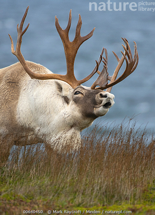 Stock photo of Woodland Caribou (Rangifer tarandus caribou) bull ...