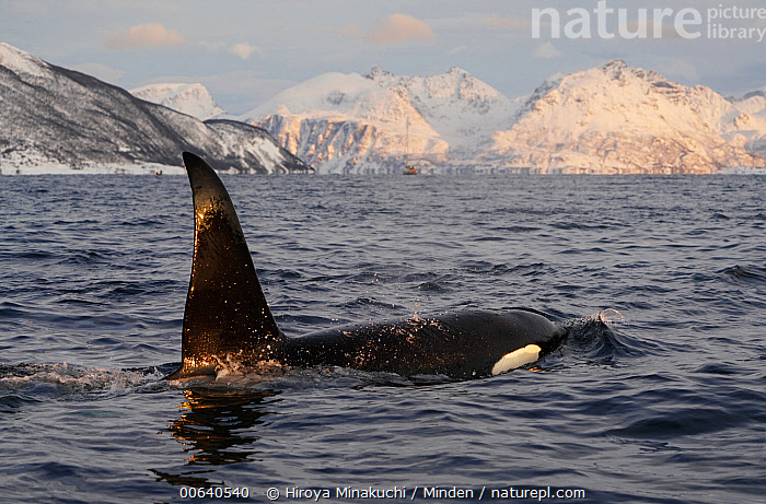Stock photo of Orca (Orcinus orca) male surfacing near coast, Norway ...