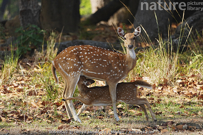 Stock photo of Chital (Axis axis) mother nursing fawn, Kanha National ...