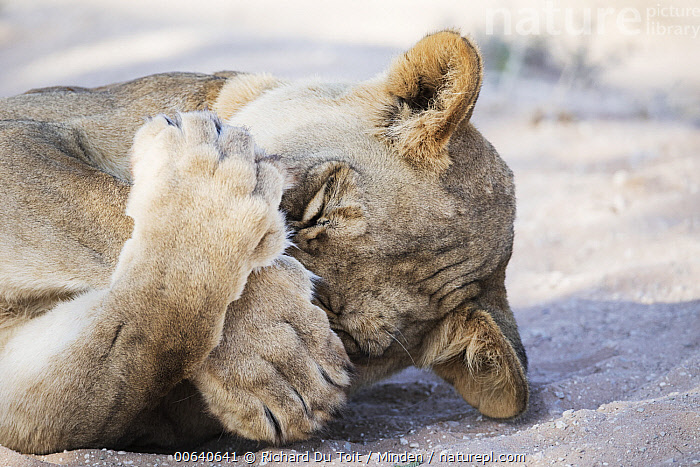 Stock photo of African Lion (Panthera leo) female covering face ...